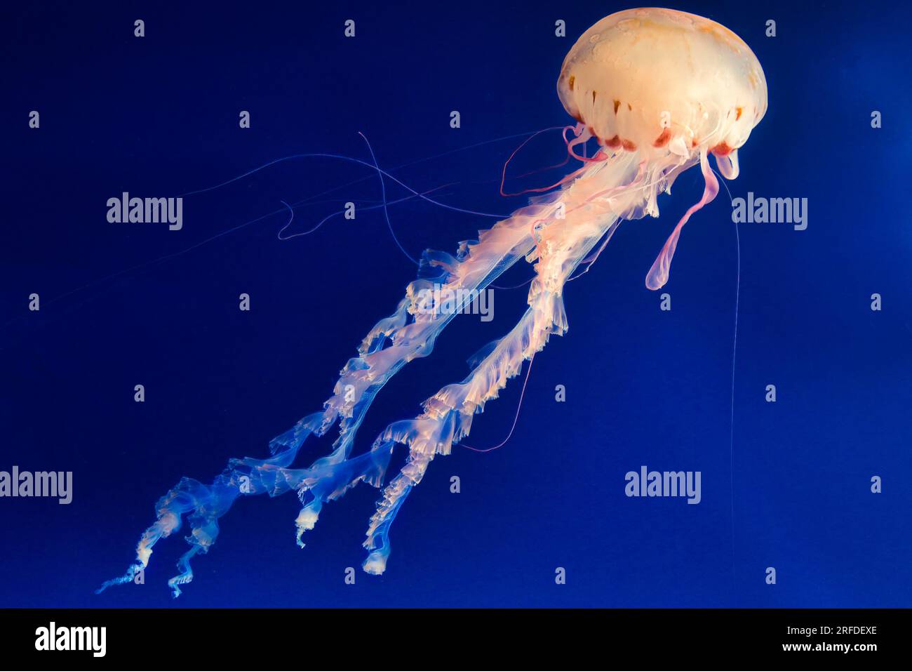 Jellyfish floating effortlessly and gracefully Stock Photo - Alamy