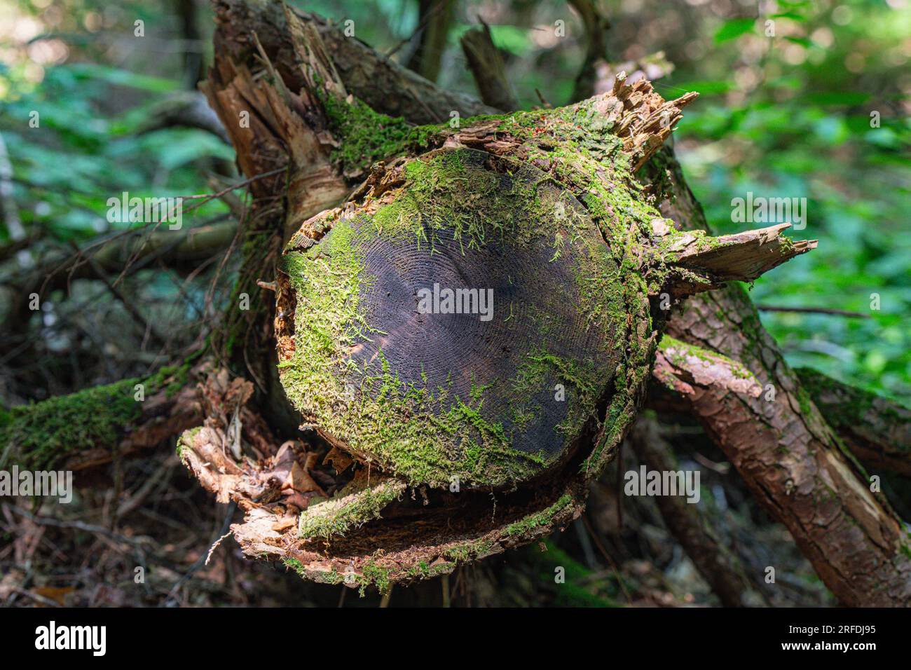 Natural backgrounds design for graphic moss selective focus technique ...