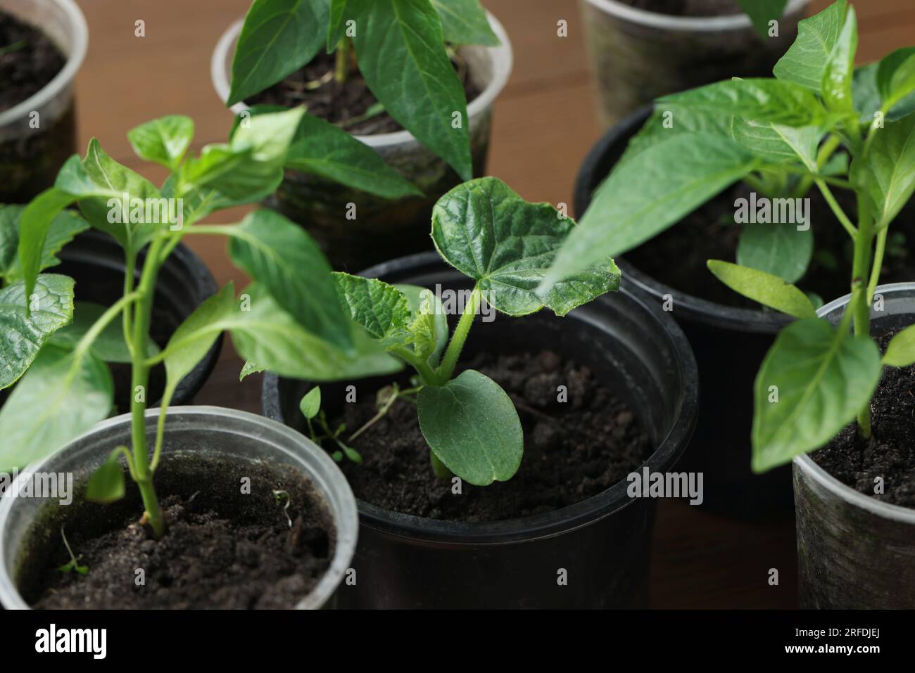 Seedlings growing in plastic containers with soil, closeup Stock Photo ...