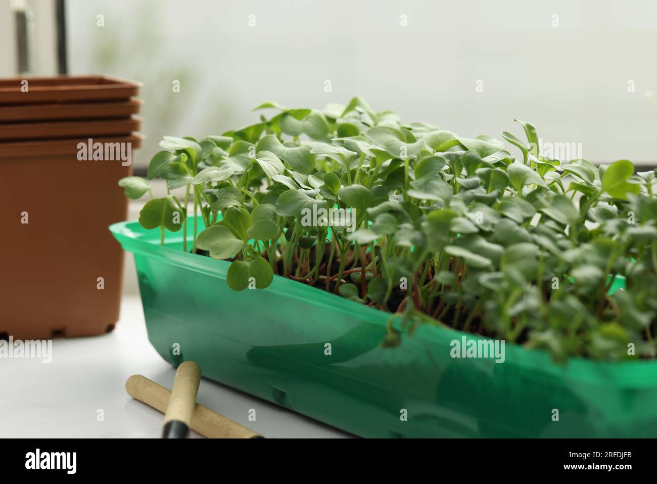 Fresh microgreens growing in plastic containers with soil on windowsill ...