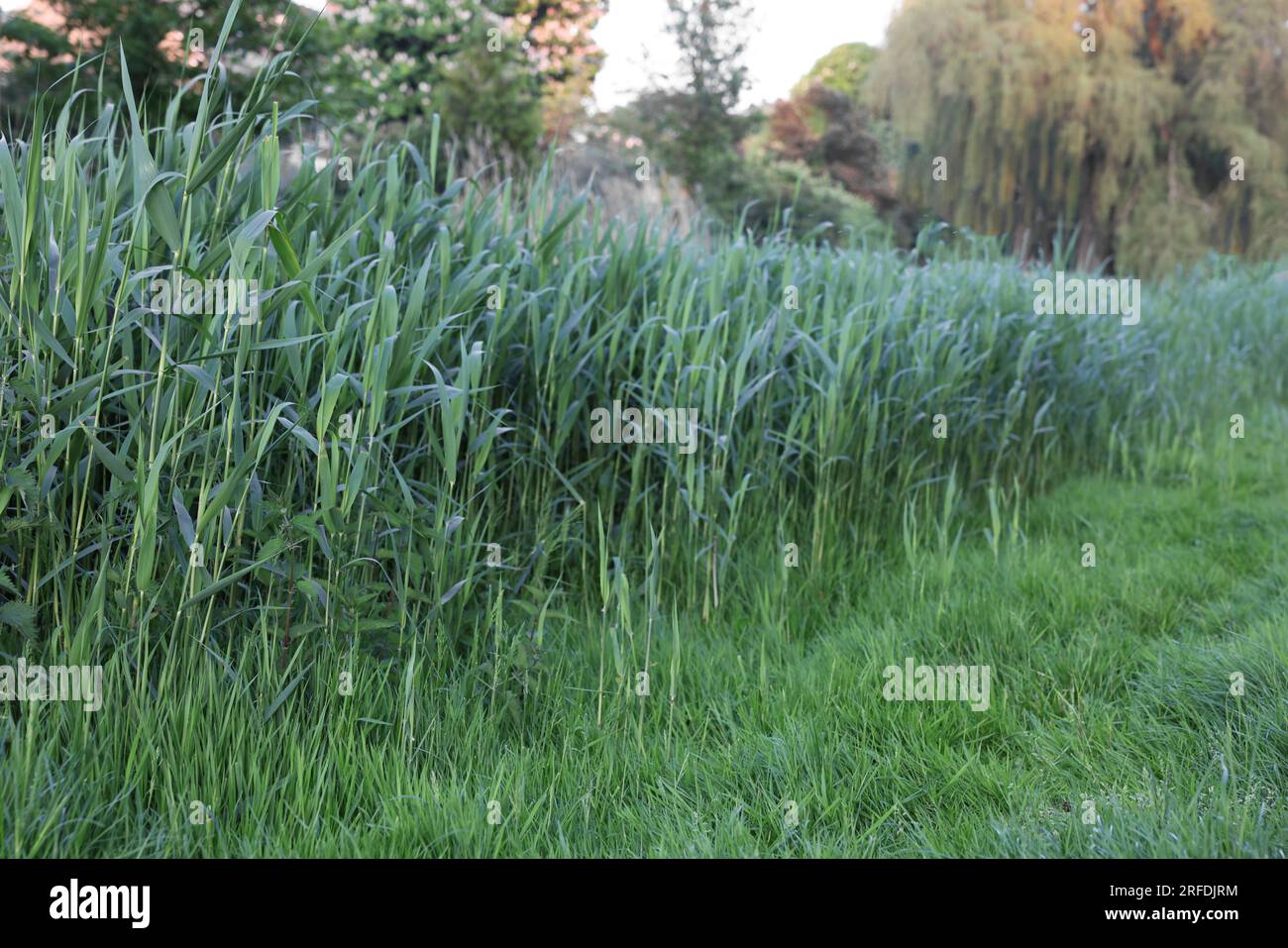 Beautiful view of green reed plants growing outdoors Stock Photo - Alamy
