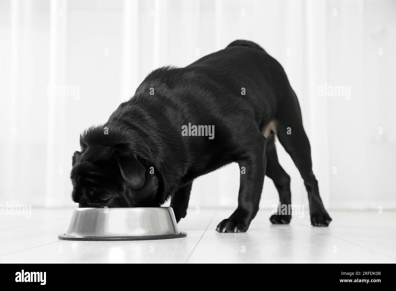 Pug dog eating from bowl hi-res stock photography and images - Alamy