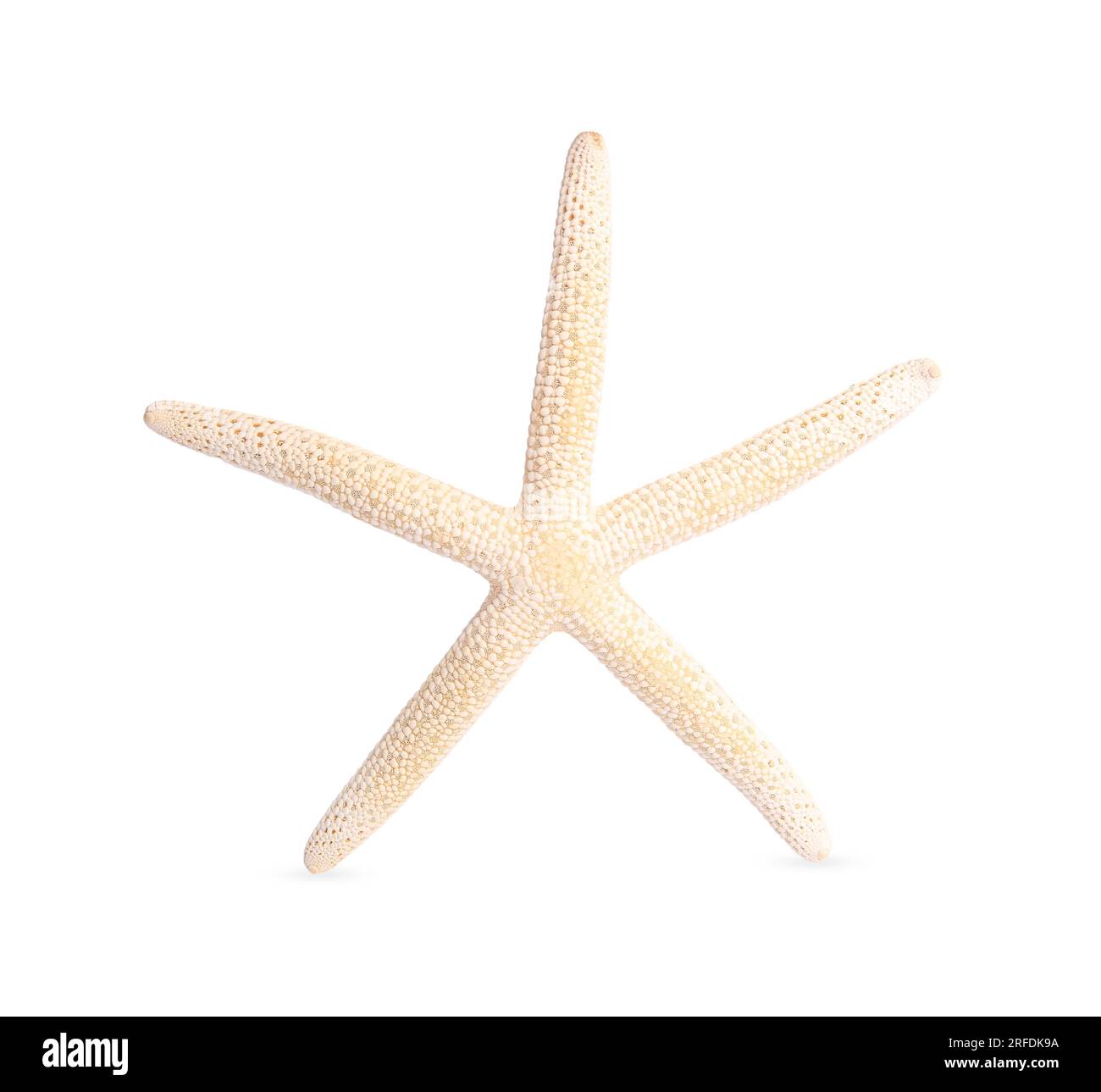 Beautiful sea star (starfish) isolated on white Stock Photo - Alamy