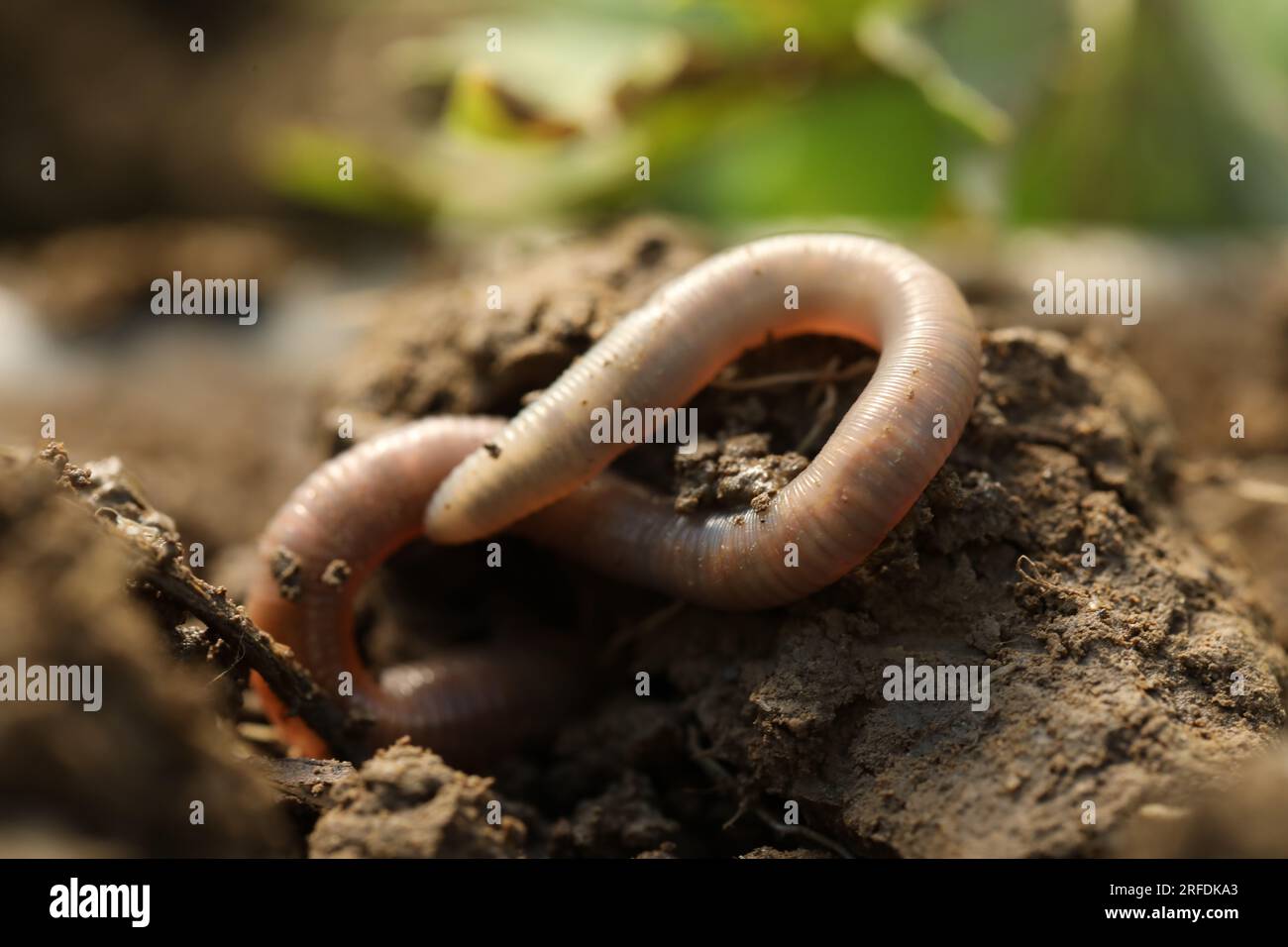 One worm crawling in wet soil, closeup Stock Photo - Alamy