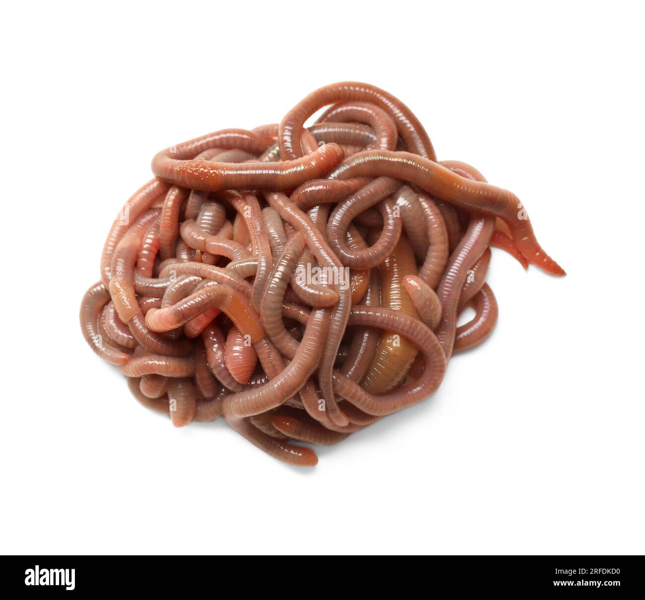 Many earthworms on white background, top view. Terrestrial ...