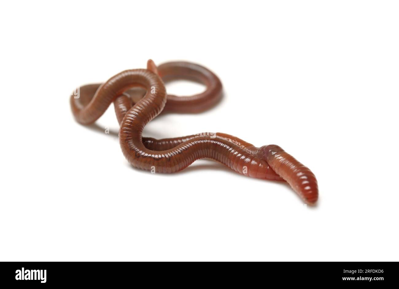 Two earthworms on white background. Terrestrial invertebrates Stock ...