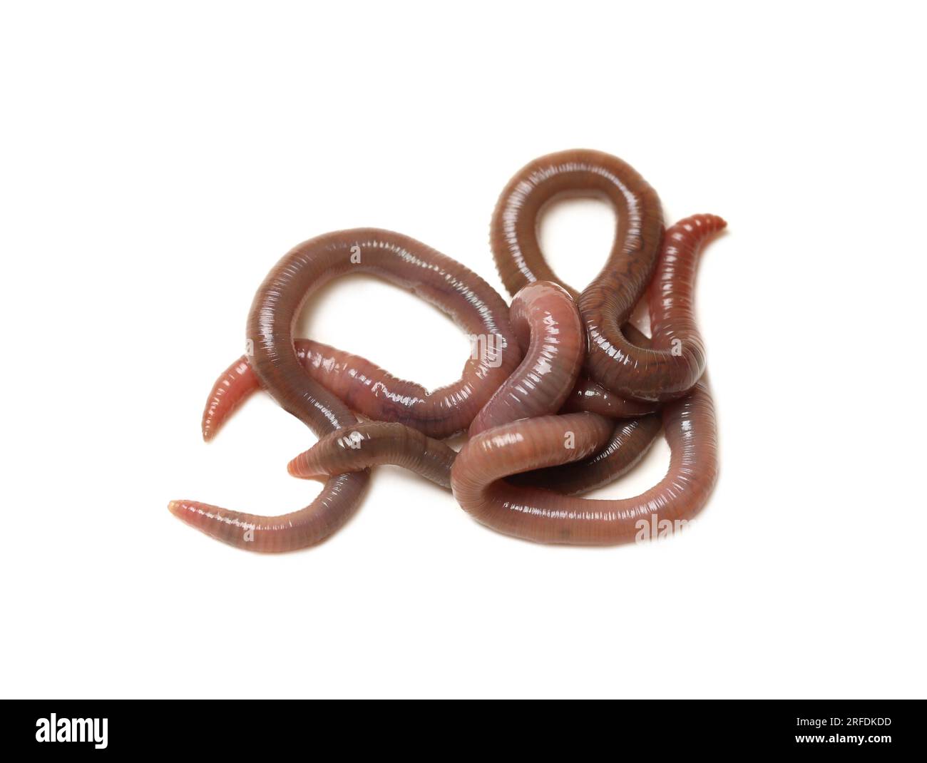 Many earthworms on white background. Terrestrial invertebrates Stock ...