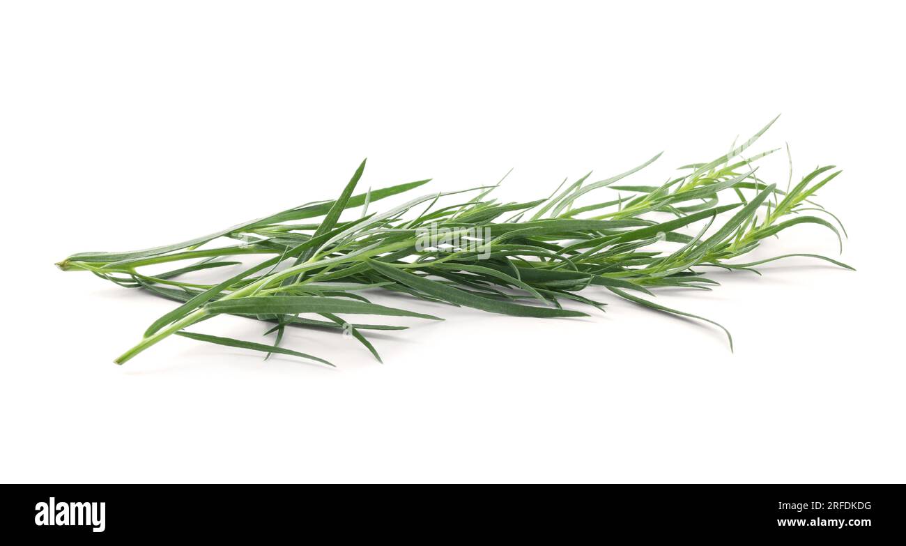 Sprigs of fresh tarragon on white background Stock Photo - Alamy