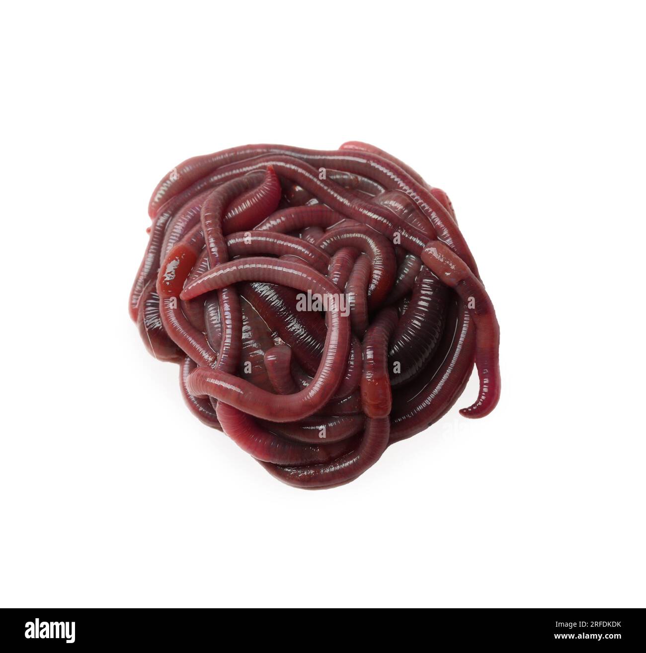Many earthworms on white background, top view. Terrestrial ...