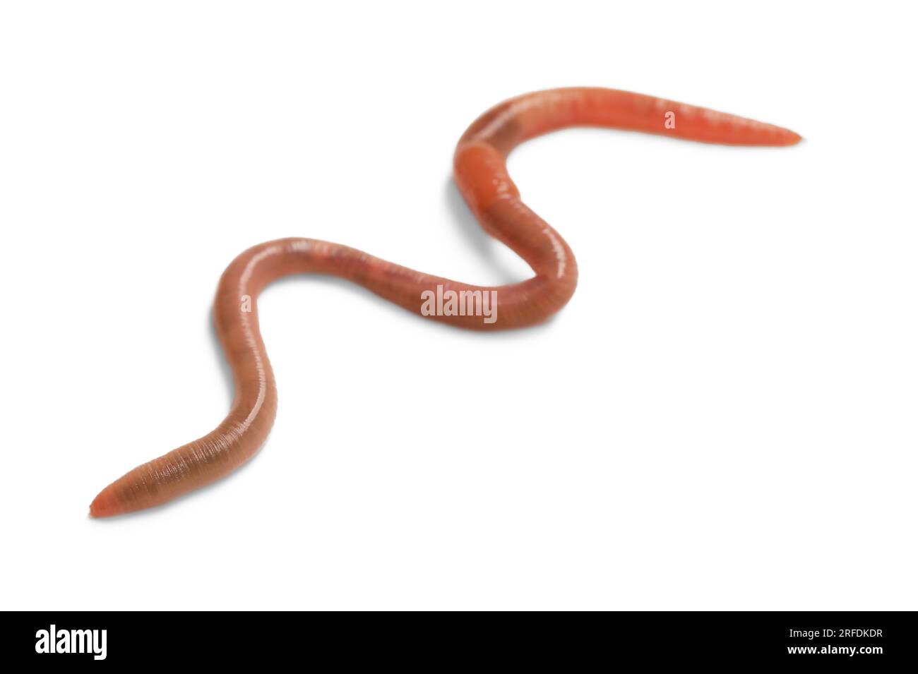 One earthworm isolated on white. Terrestrial invertebrates Stock Photo ...