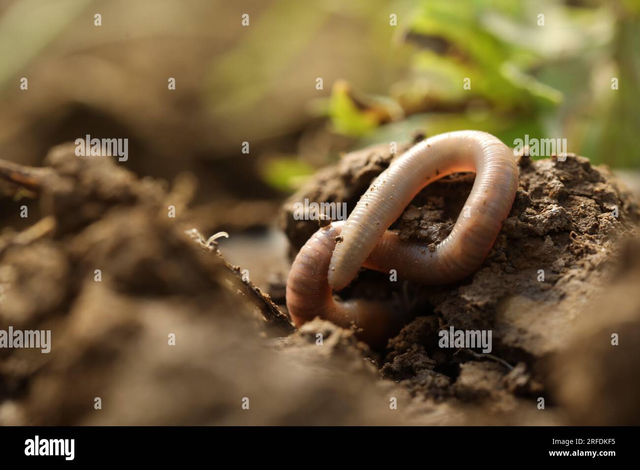 Crawling text hi-res stock photography and images - Alamy