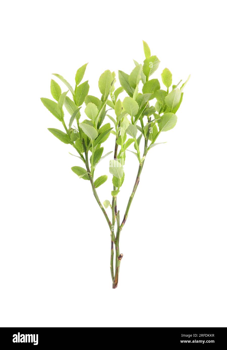 Bilberry branch with fresh green leaves isolated on white Stock Photo ...