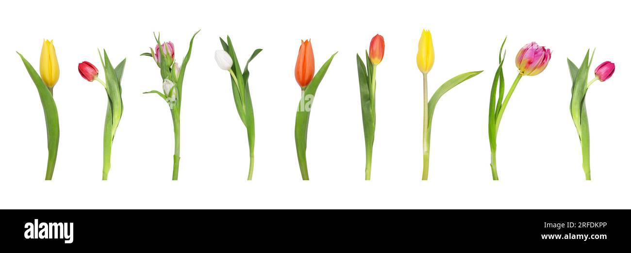 Set of beautiful tulips in different colors isolated on white Stock ...