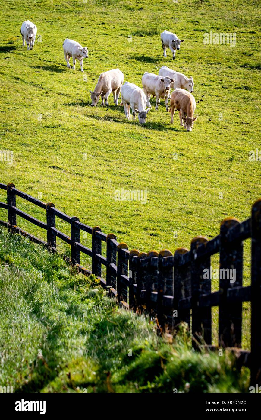 Cattle herd on green fields walking at sunny summer day traditional ...