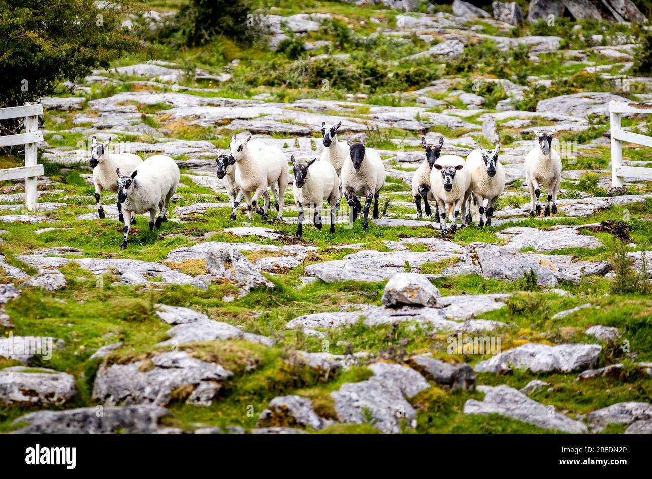 Sheep herd guided by shepherd trained dog outdoors country farm Stock ...
