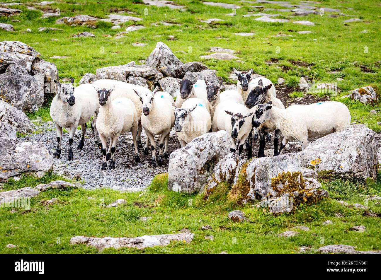 Sheep herd guided by shepherd trained dog outdoors country farm Stock ...