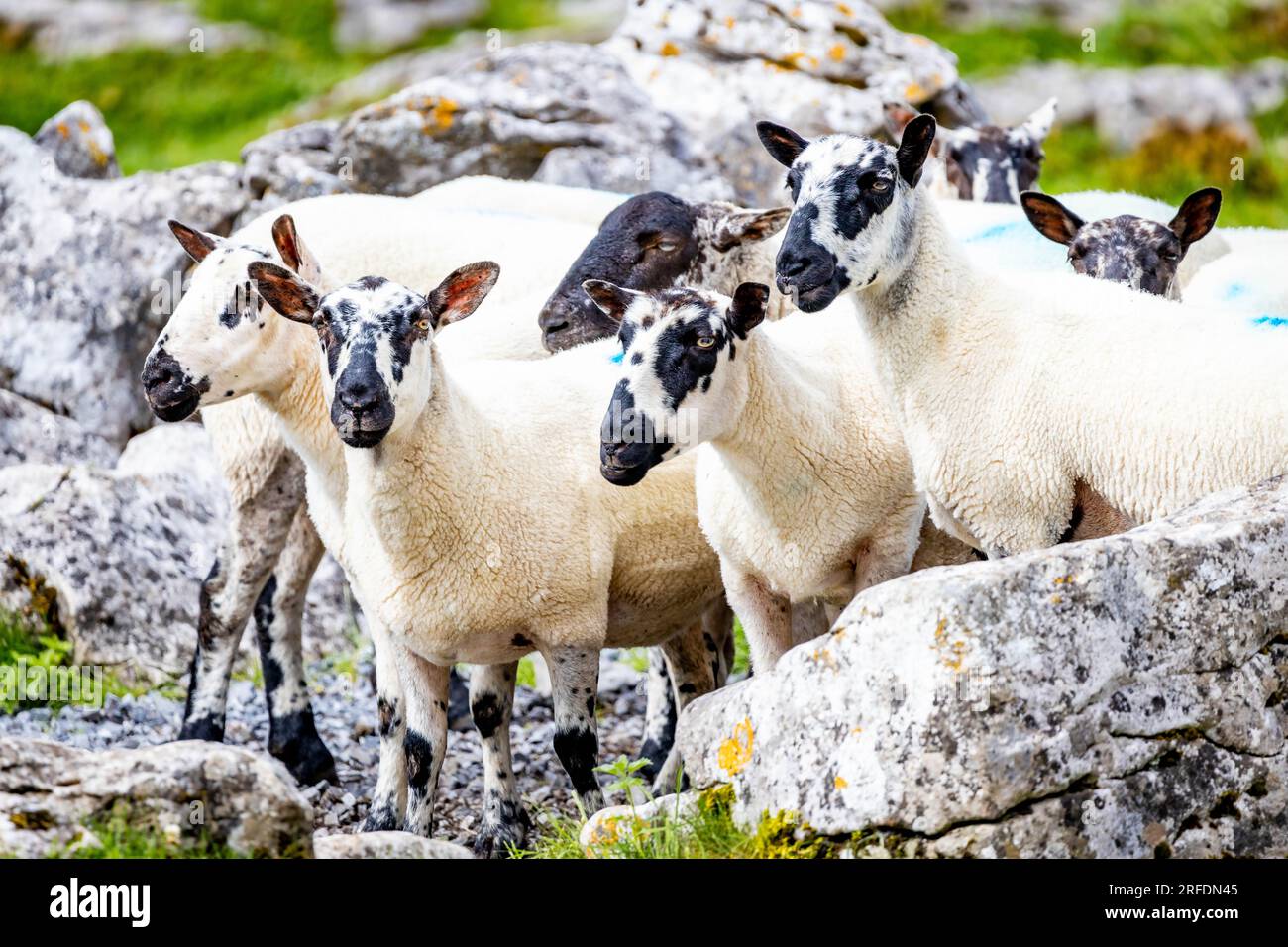 Sheep cane hi-res stock photography and images - Alamy