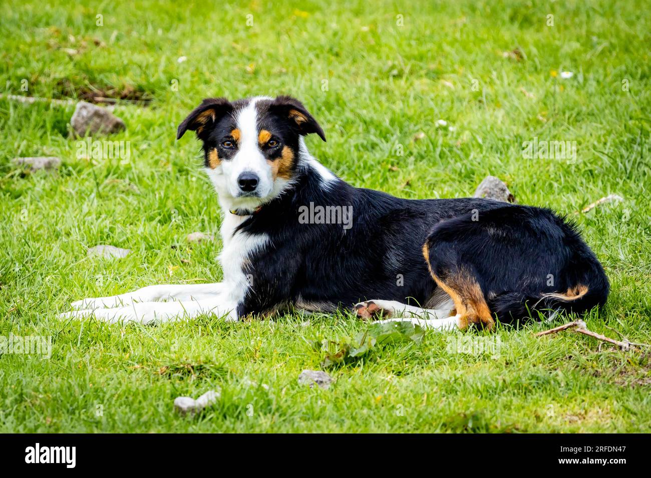Close up portrait of Border Collie sheep dog working outdoors on the ...