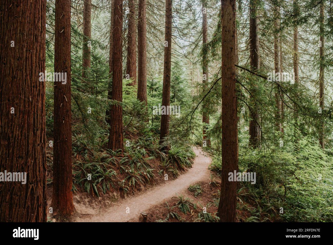 The redwood forest at the Hoyt Arboretum in Portland, Oregon in July ...
