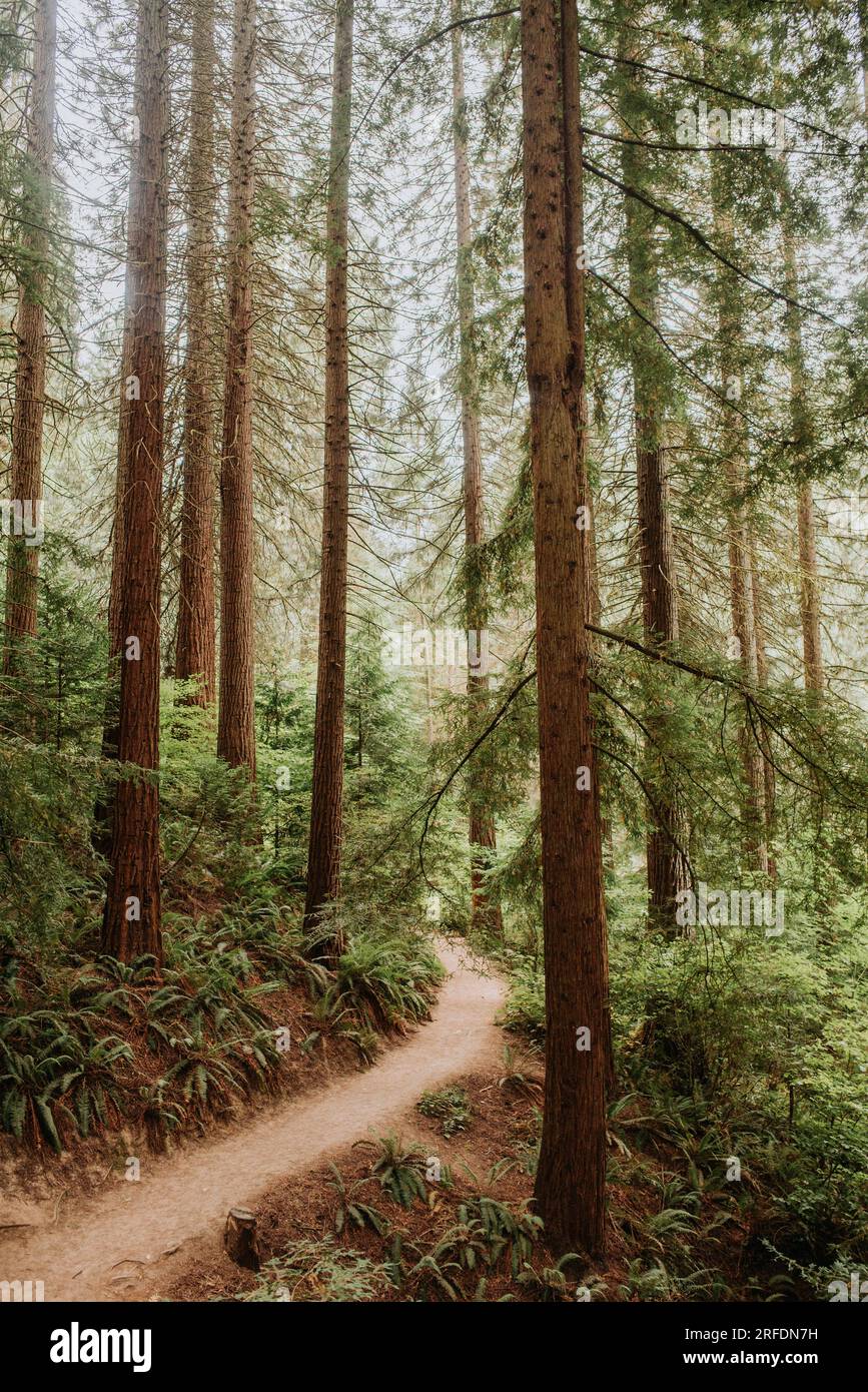 The redwood forest at the Hoyt Arboretum in Portland, Oregon in July ...
