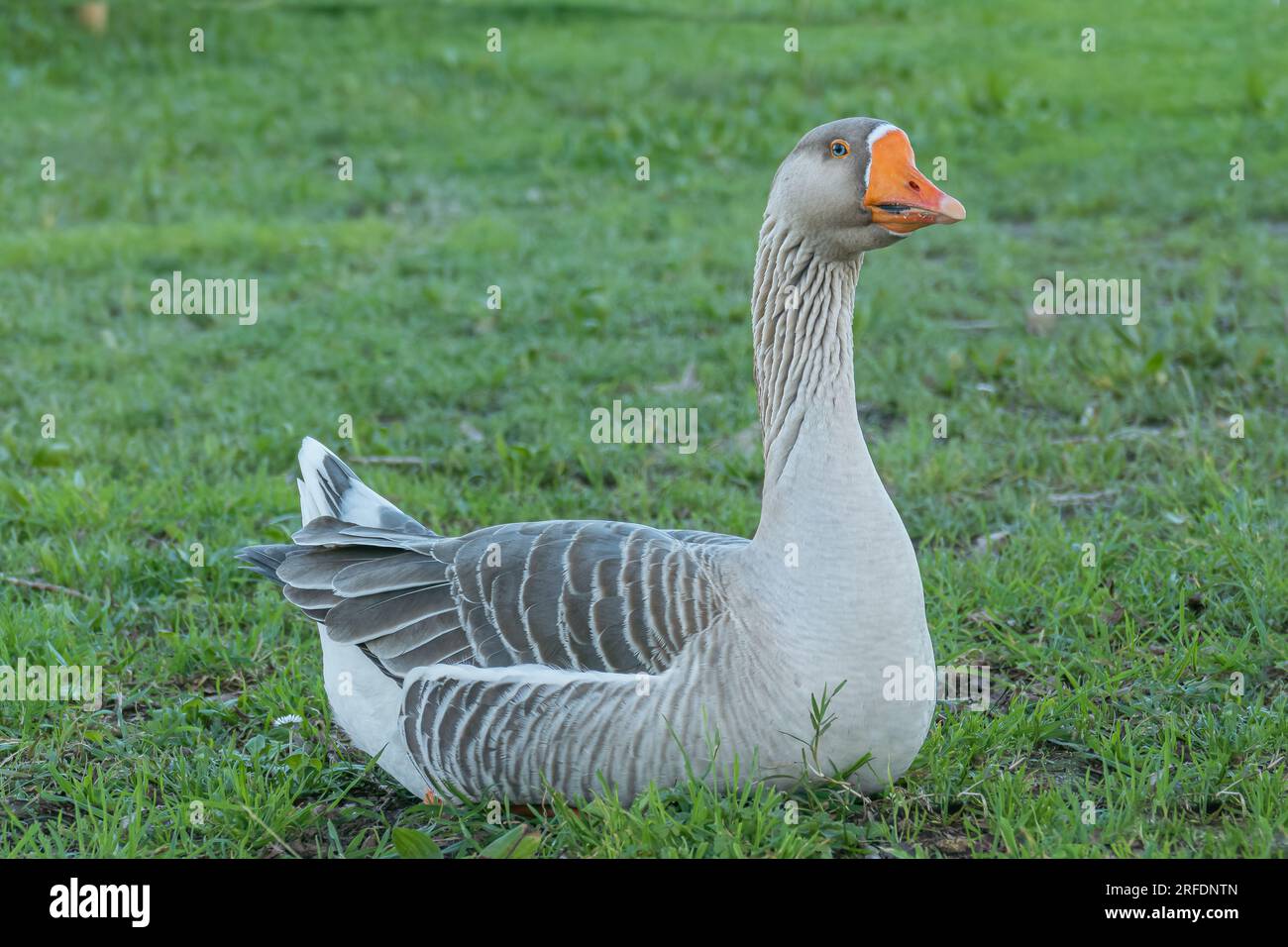 common goose perched resting in a park close up view Stock Photo - Alamy