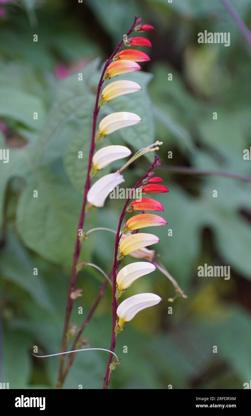 Spanish flag flowers hi-res stock photography and images - Alamy