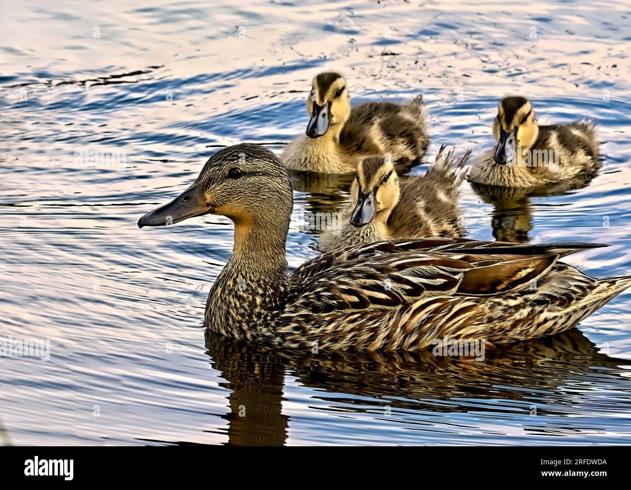 A mother Mallard duck with 3 ducklings Anas platyrhynchos; swimming in ...