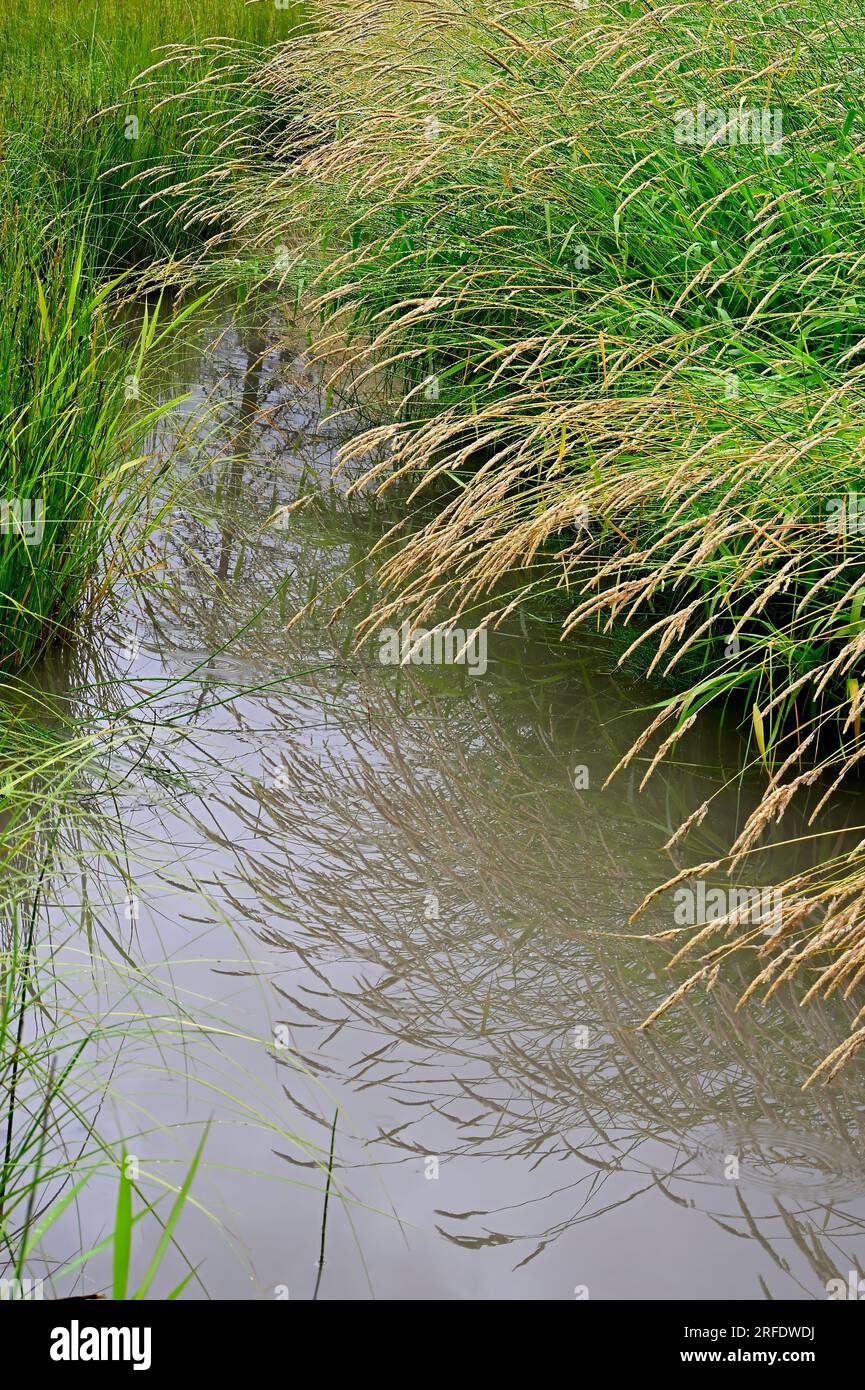 A vertical image of wild green marsh grass growing in a wetland in ...