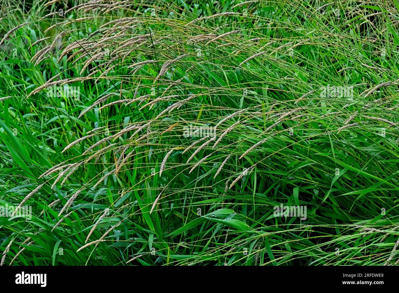 A summer landscape of green grass growing wild in a wetland in rural ...