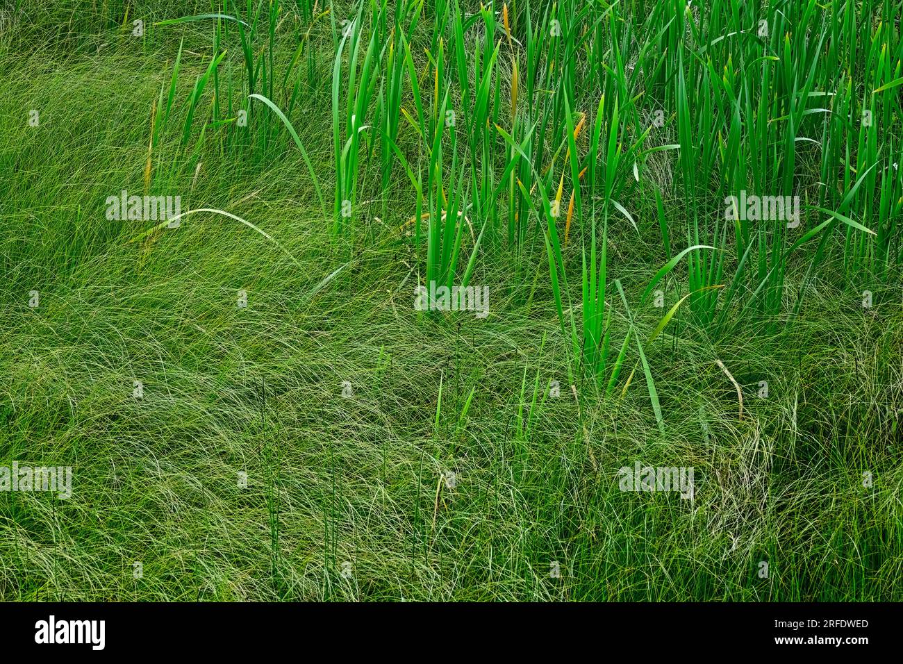 A summer landscape of green grass and reeds growing wild in a wetland ...