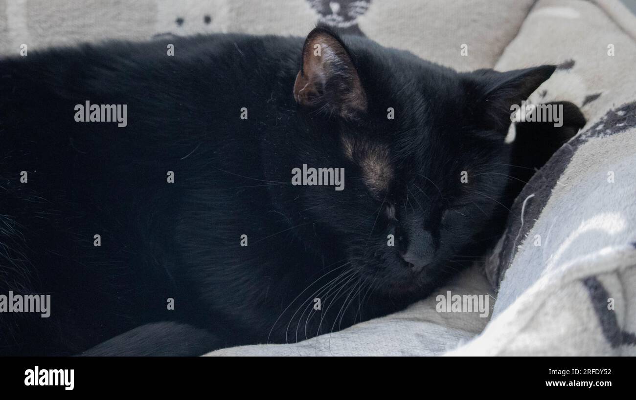 Black Cat sleeping Stock Photo - Alamy