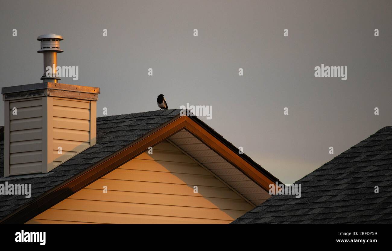 Magpie house roof hi-res stock photography and images - Alamy