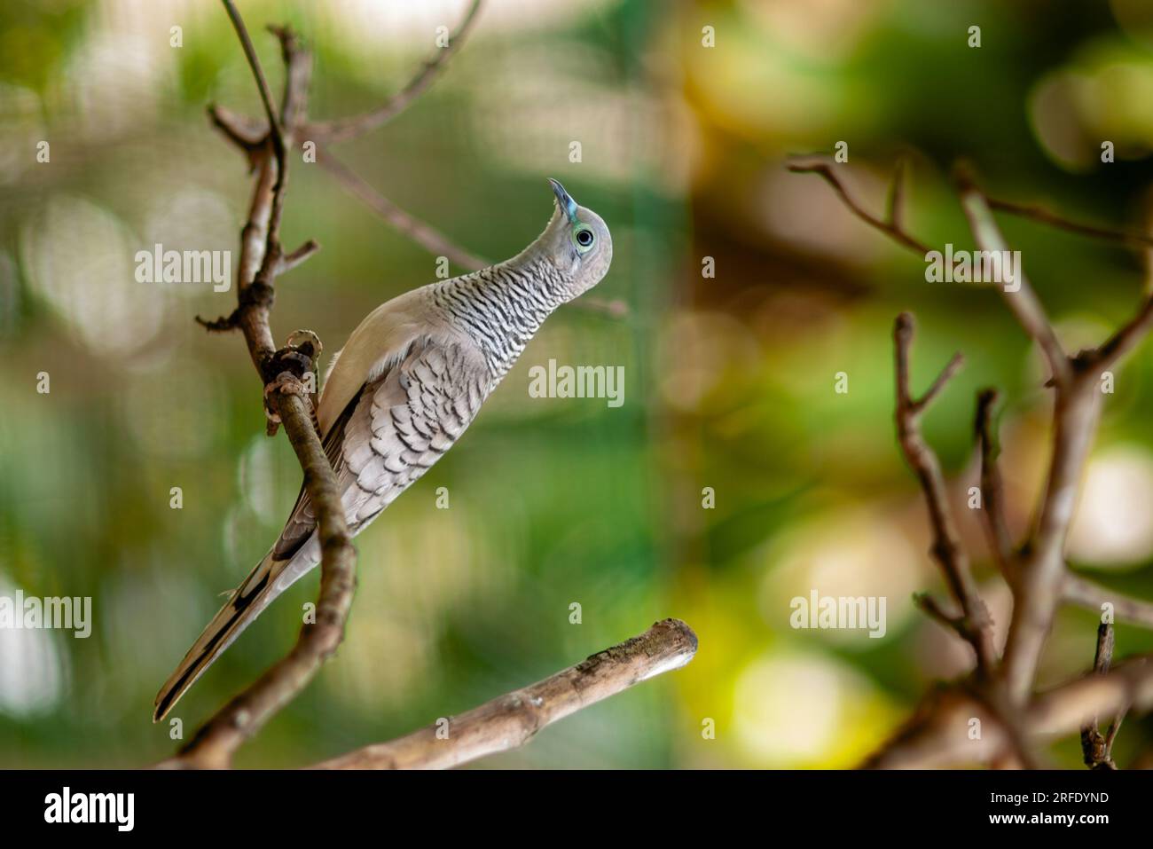 Pigeon pigeon hi-res stock photography and images - Alamy