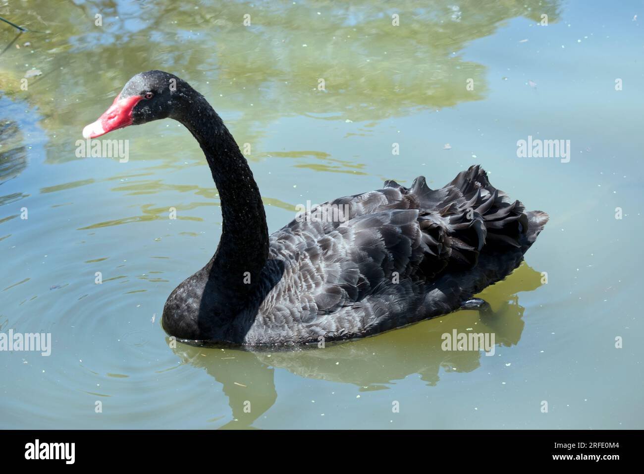 the black swan is an all black waterbird with a red bill with a white ...