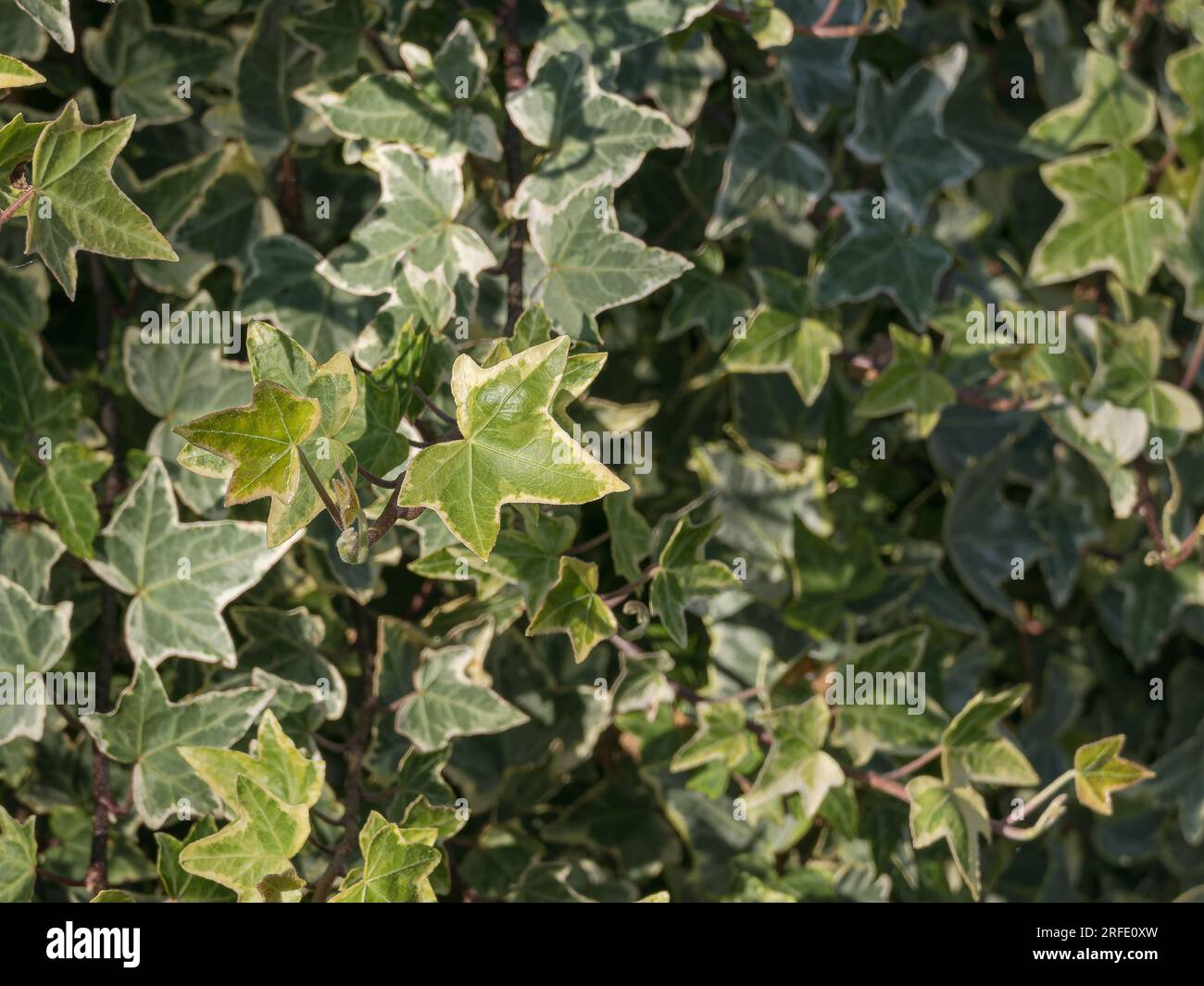 Miniature hedera hi-res stock photography and images - Alamy