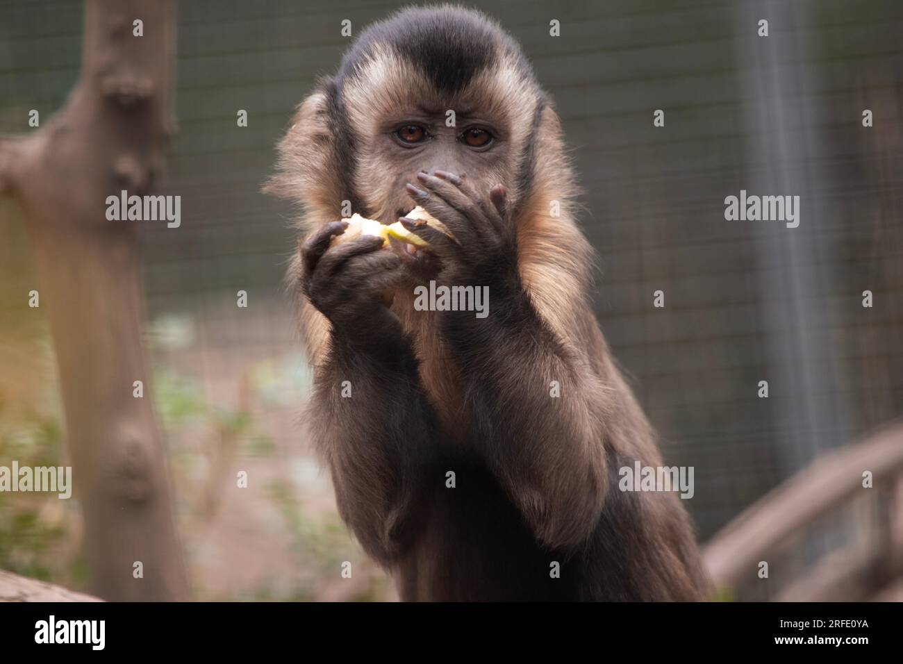 The brown capuchin has brown, thick fur with a dark wedge on the ...