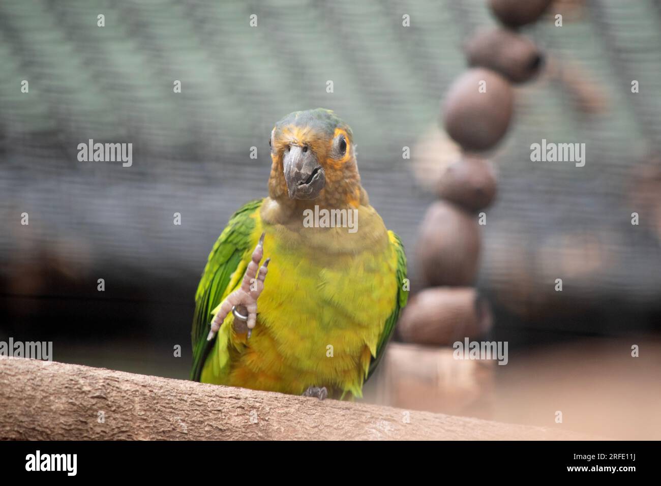 The brown throated conure plumage is green. The forehead, sides of head ...