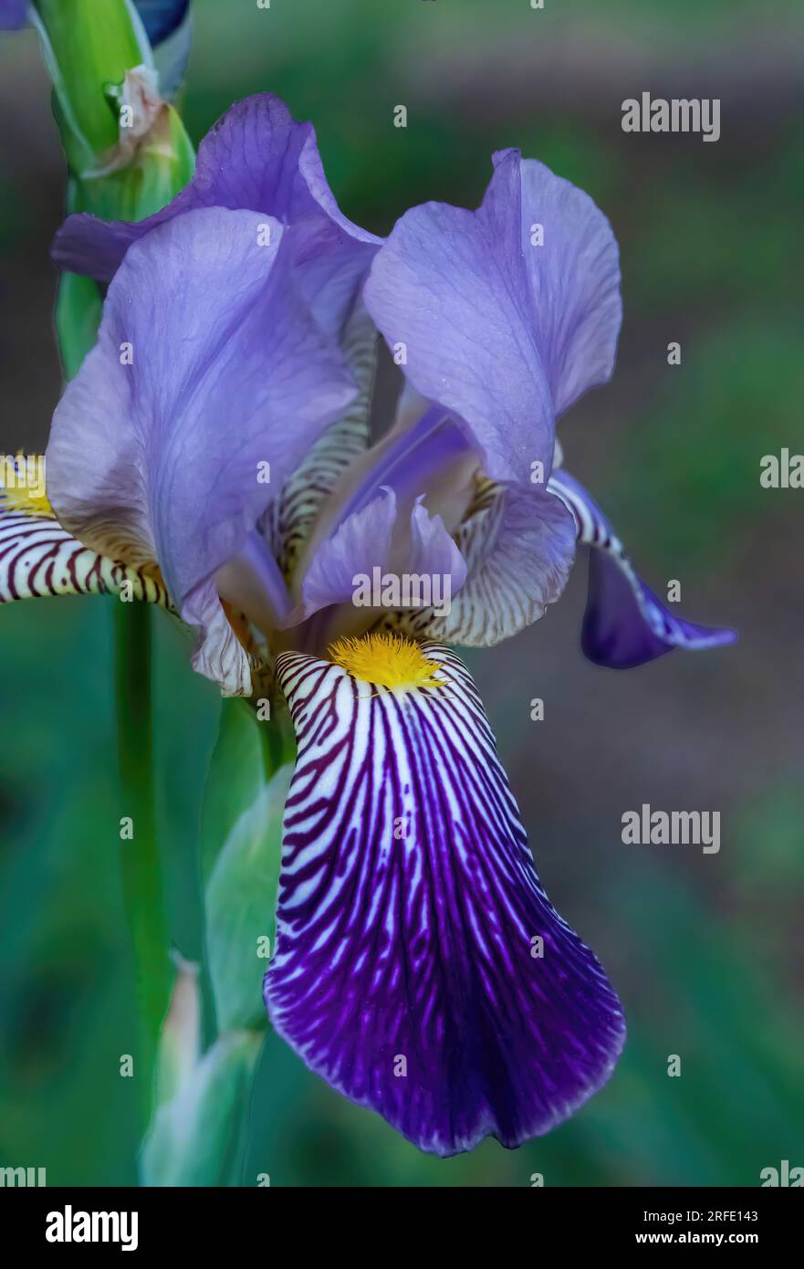Closeup of a purple iris in a spring garden in Tayors Falls, Minnesota ...