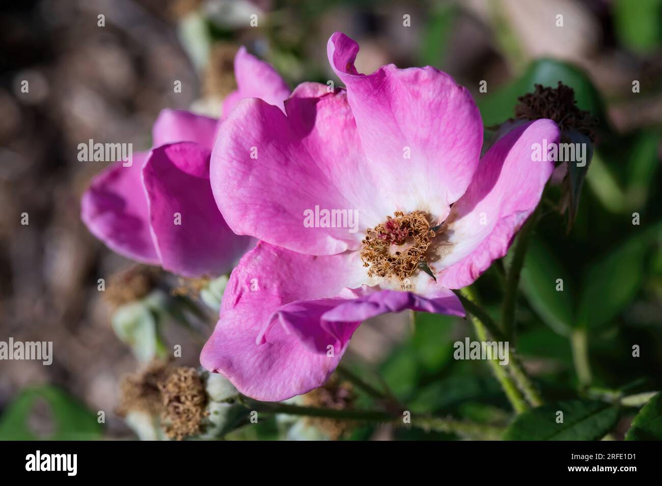 Pretty pink rose at Normandale Japanese Garden on a spring morning in ...
