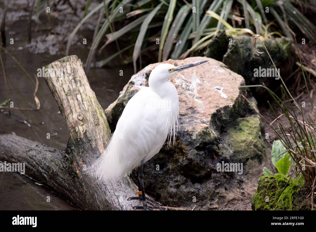 the cattle egret has a relatively short, thick neck, a sturdy bill, and ...