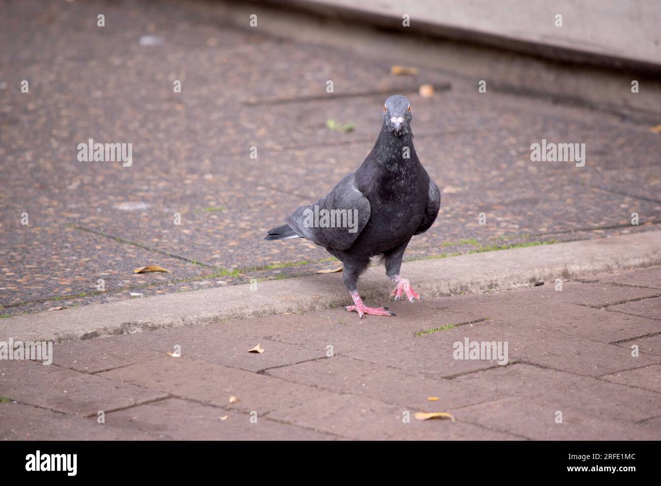 Feral pigeons are essentially the same size and shape as the original ...