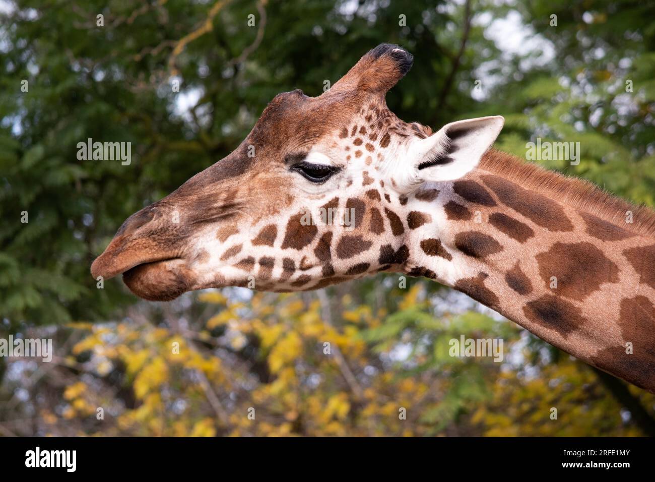 The giraffe has a short body, a tufted tail, a short mane, and short ...