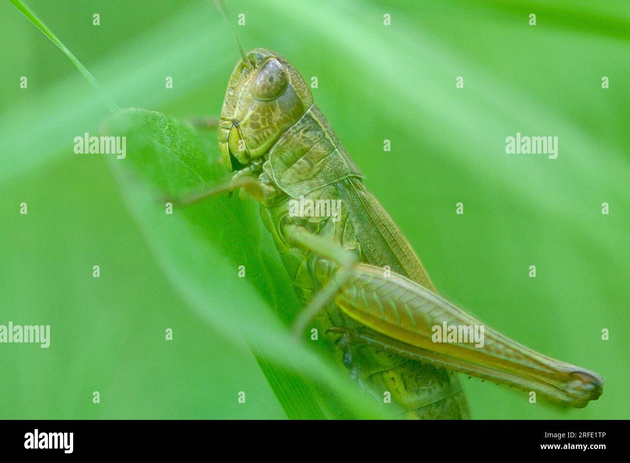 Berlin, Germany. 02nd Aug, 2023. A grasshopper sits between blades of ...
