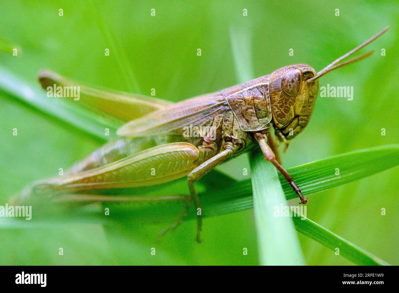 Berlin, Germany. 02nd Aug, 2023. A grasshopper sits on green blades of ...