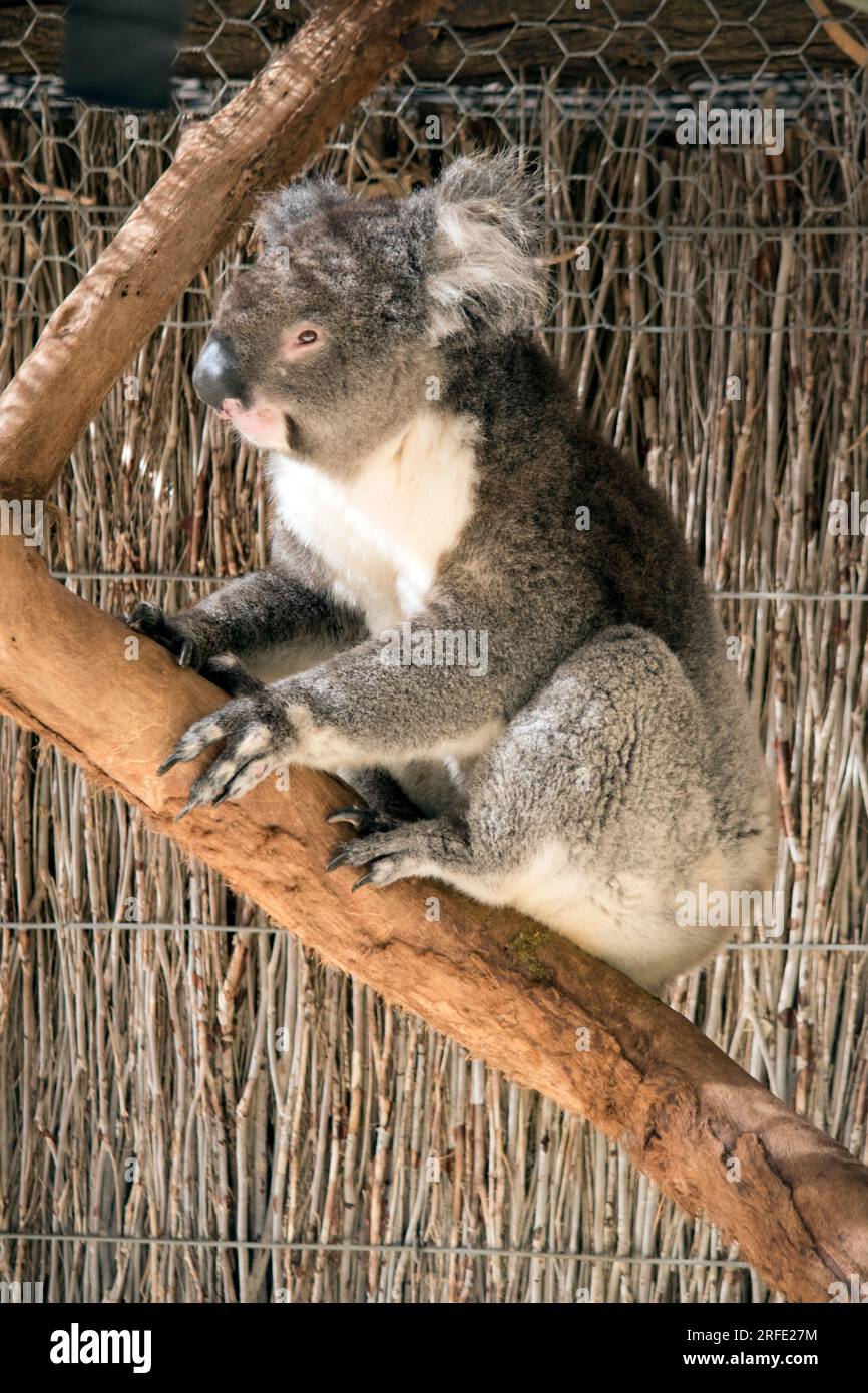 the Koala has a large round head, big furry ears and big black nose ...