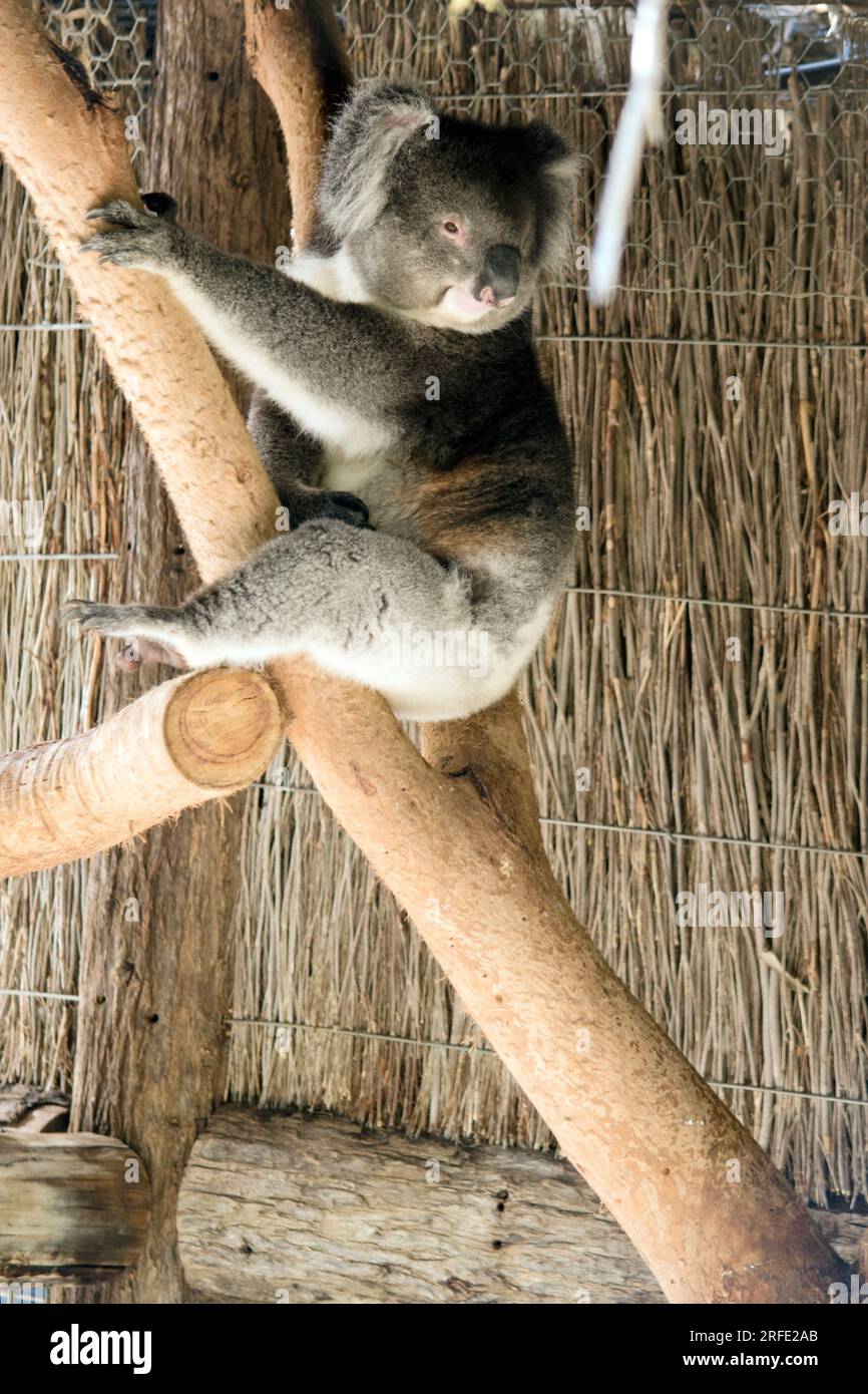 the Koala has a large round head, big furry ears and big black nose ...