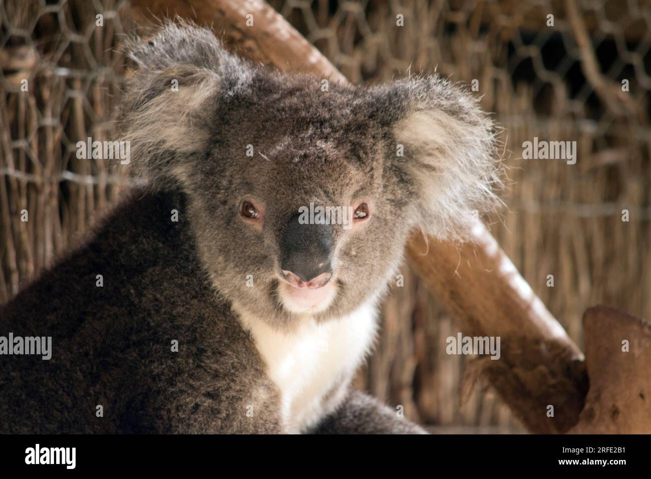 Koala bear close up big eyes hi-res stock photography and images - Alamy