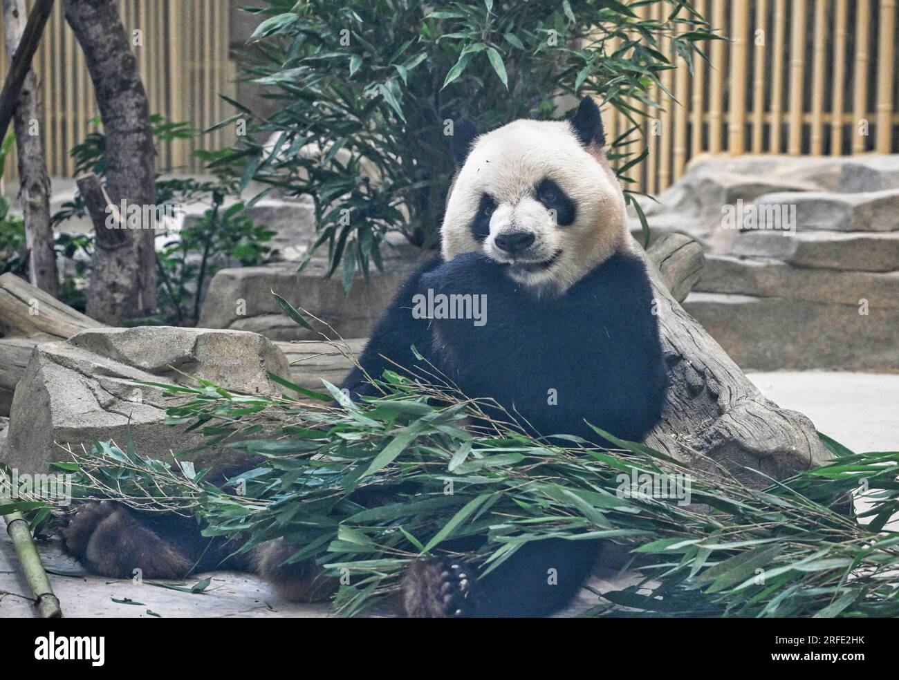 **CHINESE MAINLAND, HONG KONG, MACAU AND TAIWAN OUT** A cute giant ...