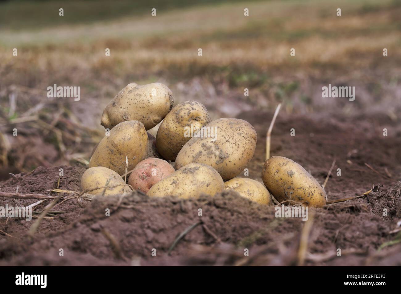 Heap of newly dug or harvested potatoes in a low angle view on rich ...