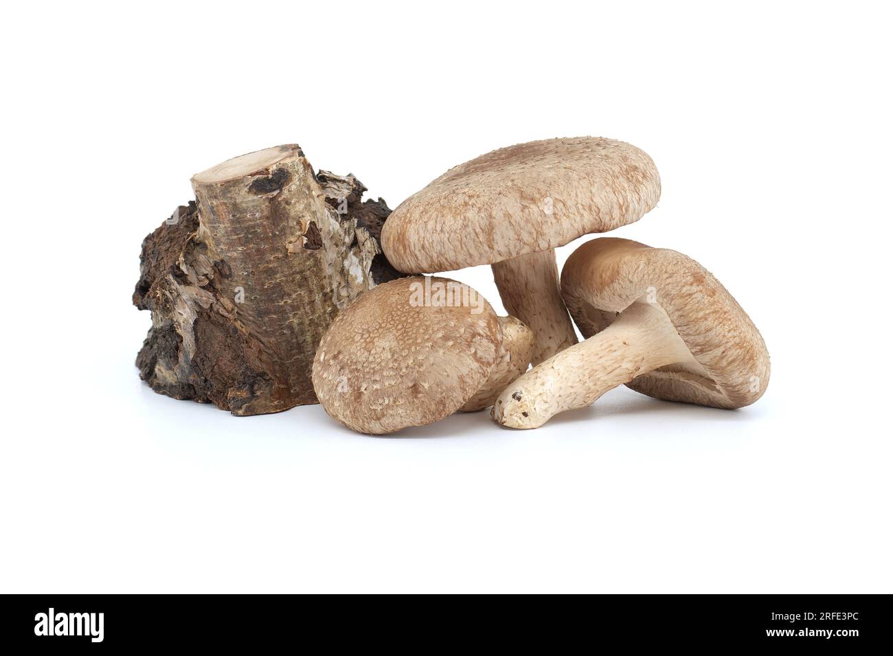 Shiitake mushrooms (Lentinula edodes) near birch stump isolated on ...